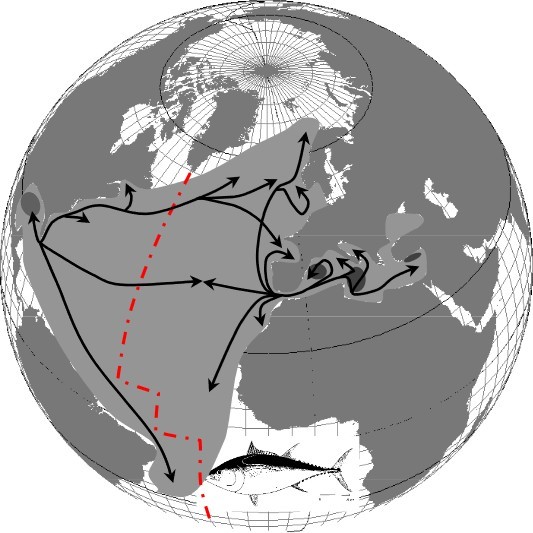 ‘Hatuna Matata’ or is there no worries? The Over-fishing of Atlantic ...